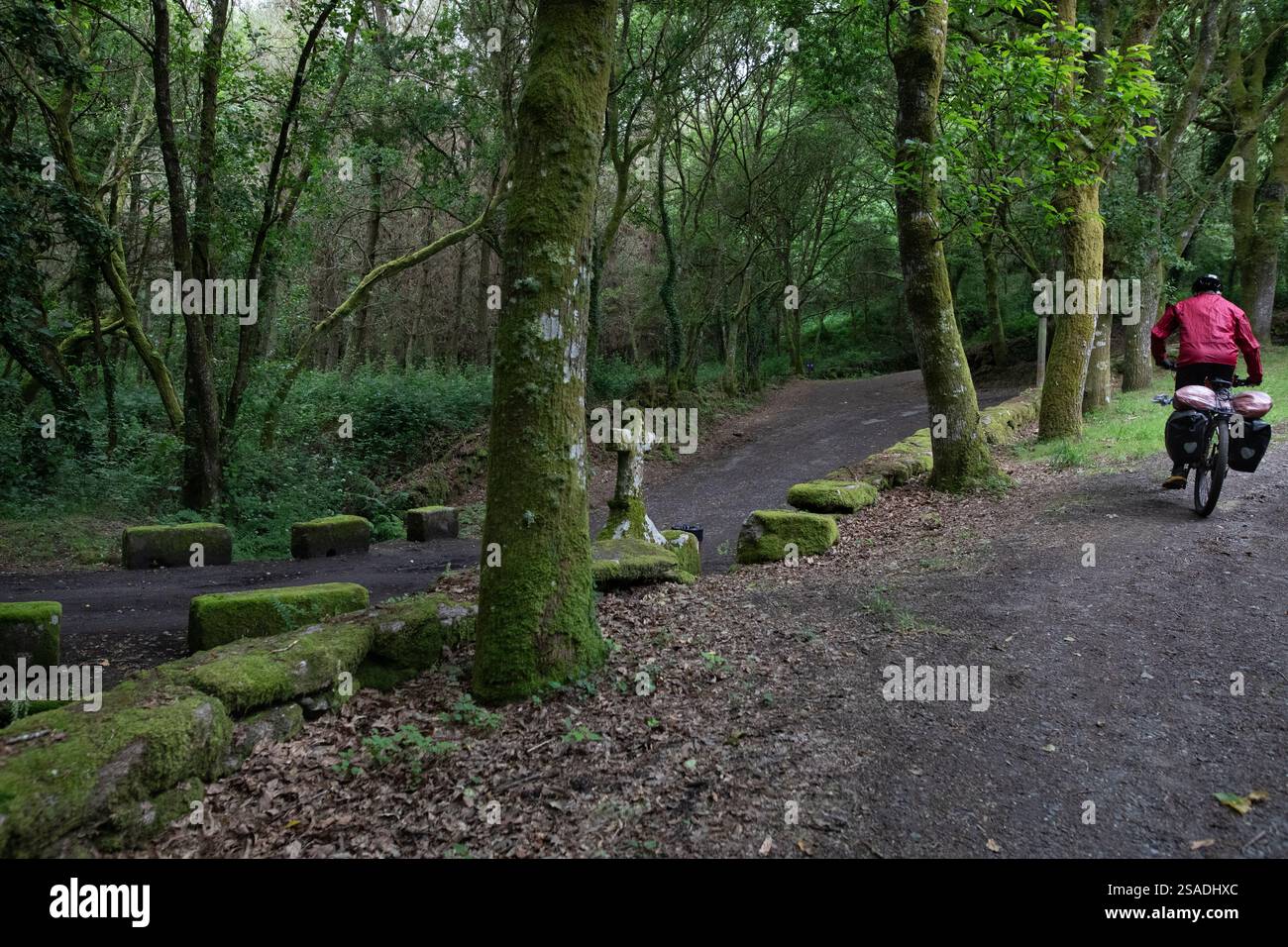 Pilgrims walk Camino de Santiago in San Alberte, Guitiriz, forest and ...
