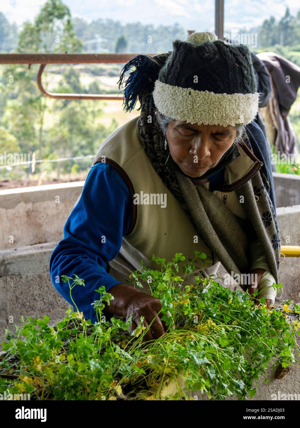 Local farmers preparing seedlings, Soil and Planting Crops for cultivation in a rural setting ...