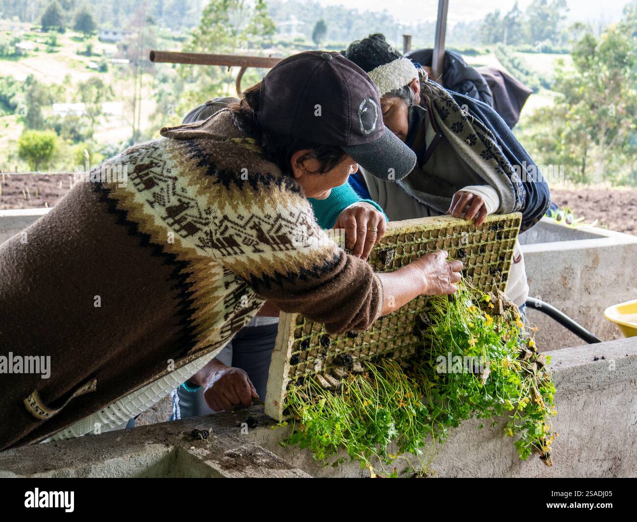 Local farmers preparing seedlings, Soil and Planting Crops for ...
