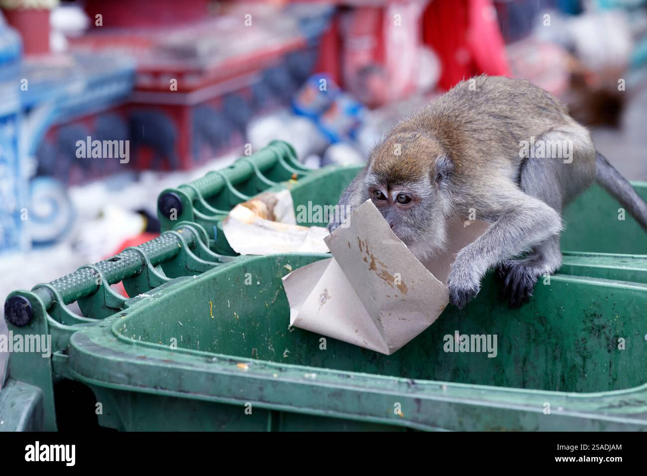 Wild monkey at the Batu cave Hindu temple. Kuala Lumpur. Malaysia Stock ...