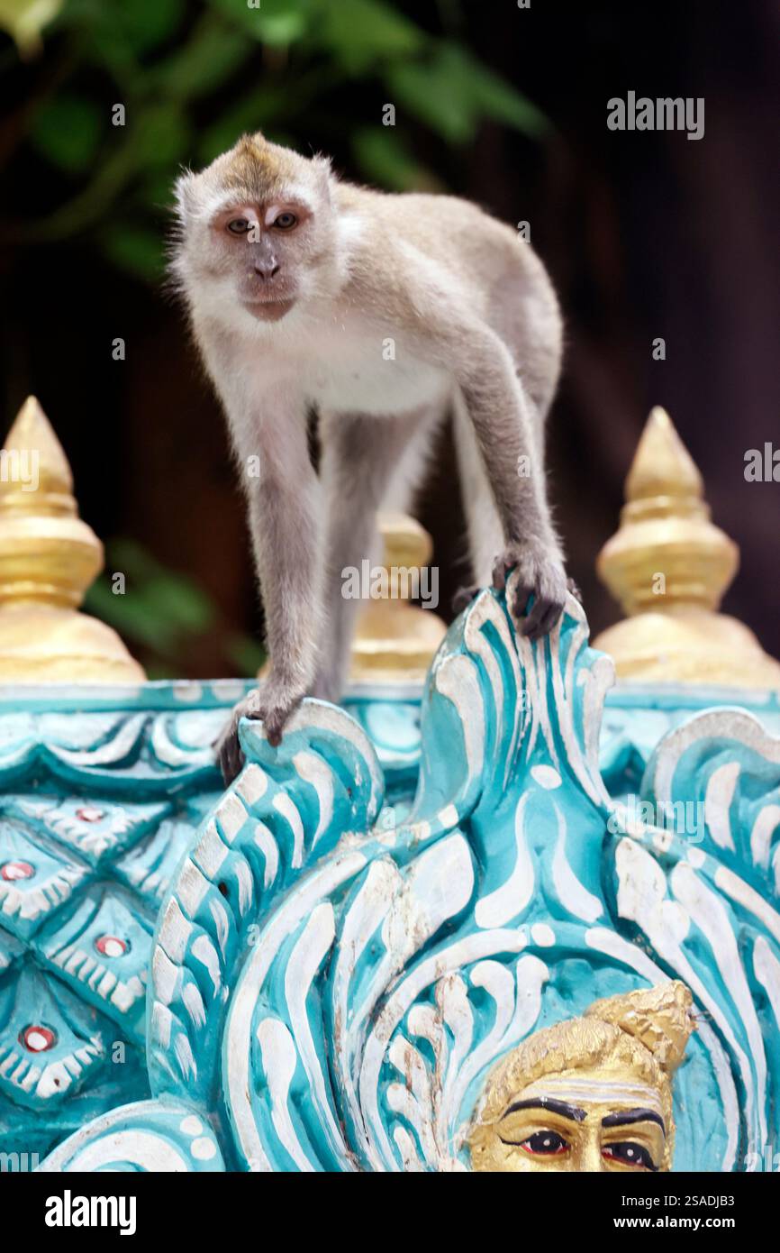 Wild monkey at the Batu cave Hindu temple. Kuala Lumpur. Malaysia Stock ...