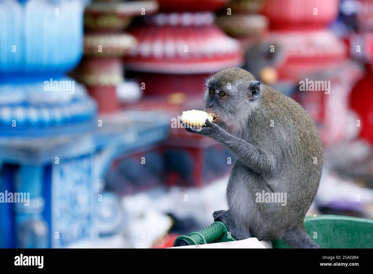 Wild monkey at the Batu cave Hindu temple. Kuala Lumpur. Malaysia Stock ...
