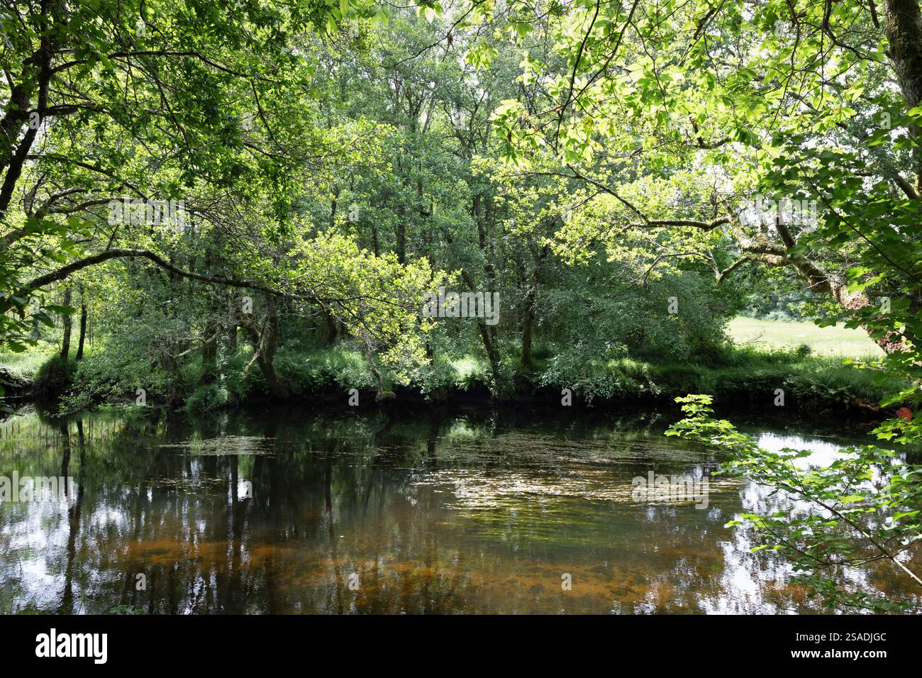 The Parga River as it passes through Guitiriz. Riverside forest ...