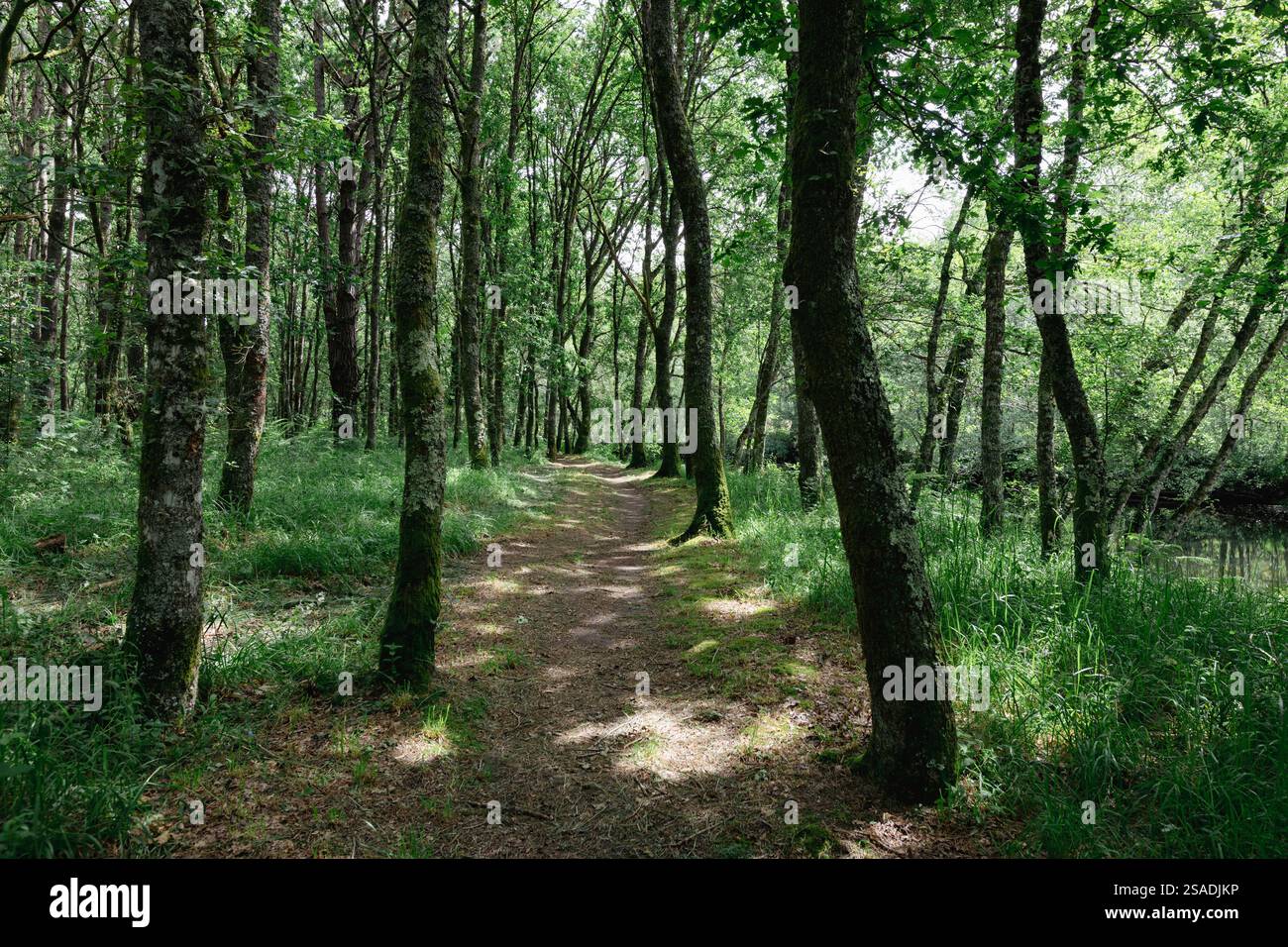 The Parga River as it passes through Guitiriz. Riverside forest ...