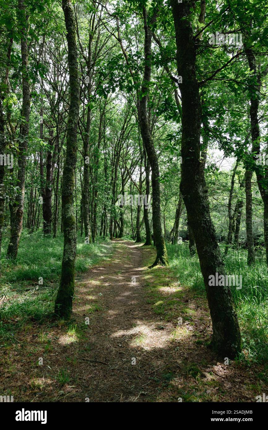 The Parga River as it passes through Guitiriz. Riverside forest ...