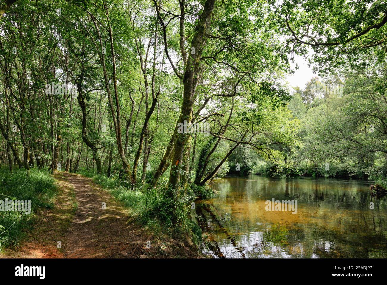 The Parga River as it passes through Guitiriz. Riverside forest ...