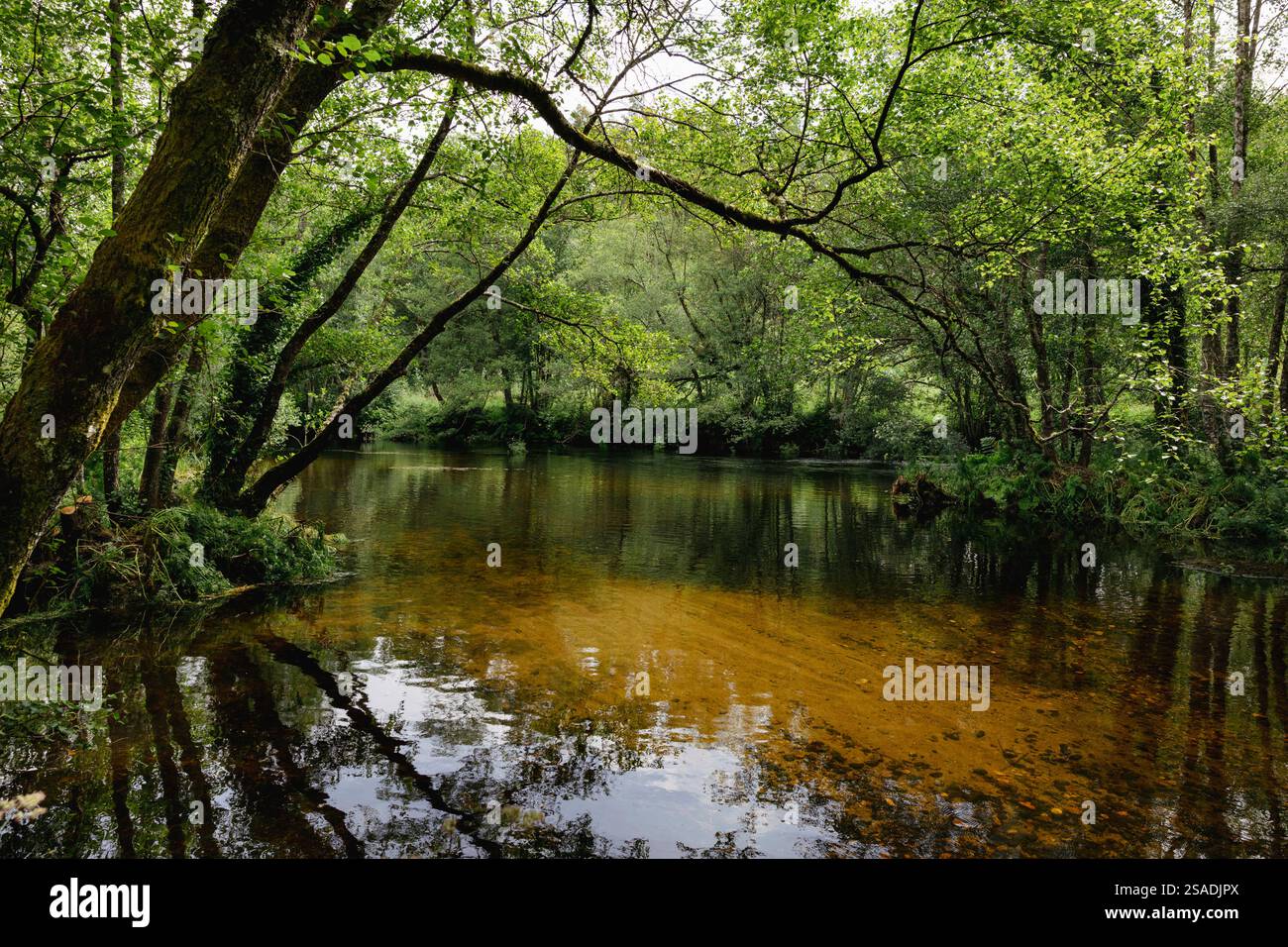 The Parga River as it passes through Guitiriz. Riverside forest ...