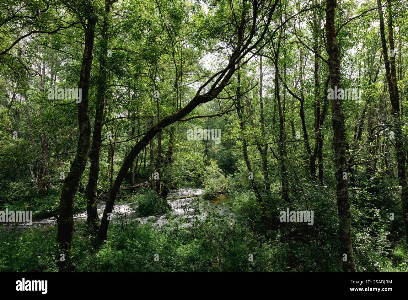 The Parga River as it passes through Guitiriz. Riverside forest ...