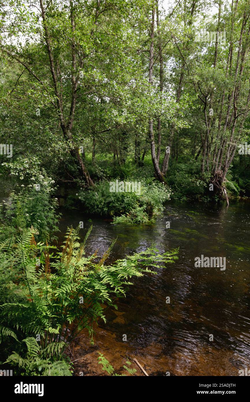 The Parga River as it passes through Guitiriz. Riverside forest ...
