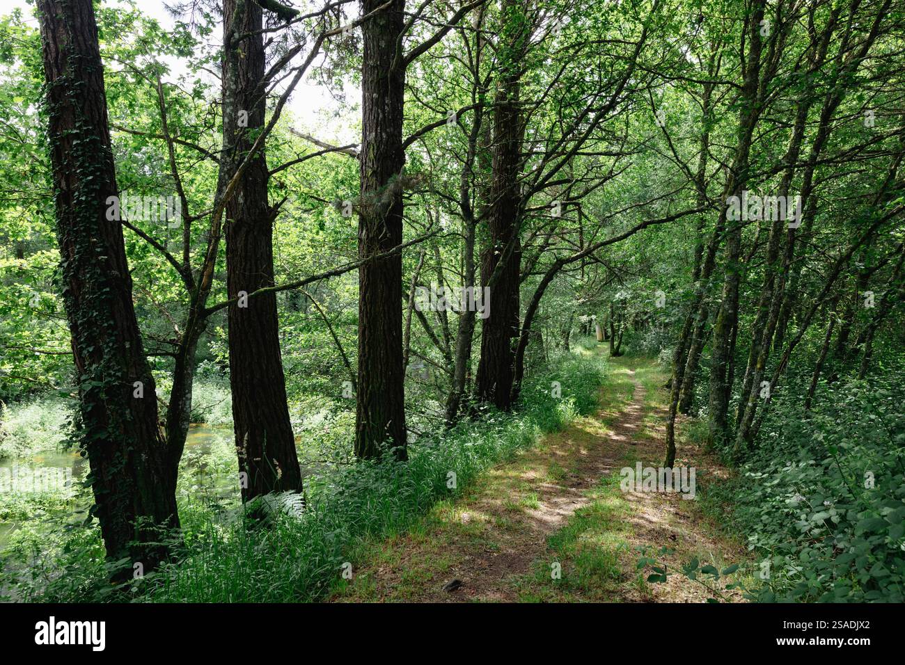 The Parga River as it passes through Guitiriz. Riverside forest ...