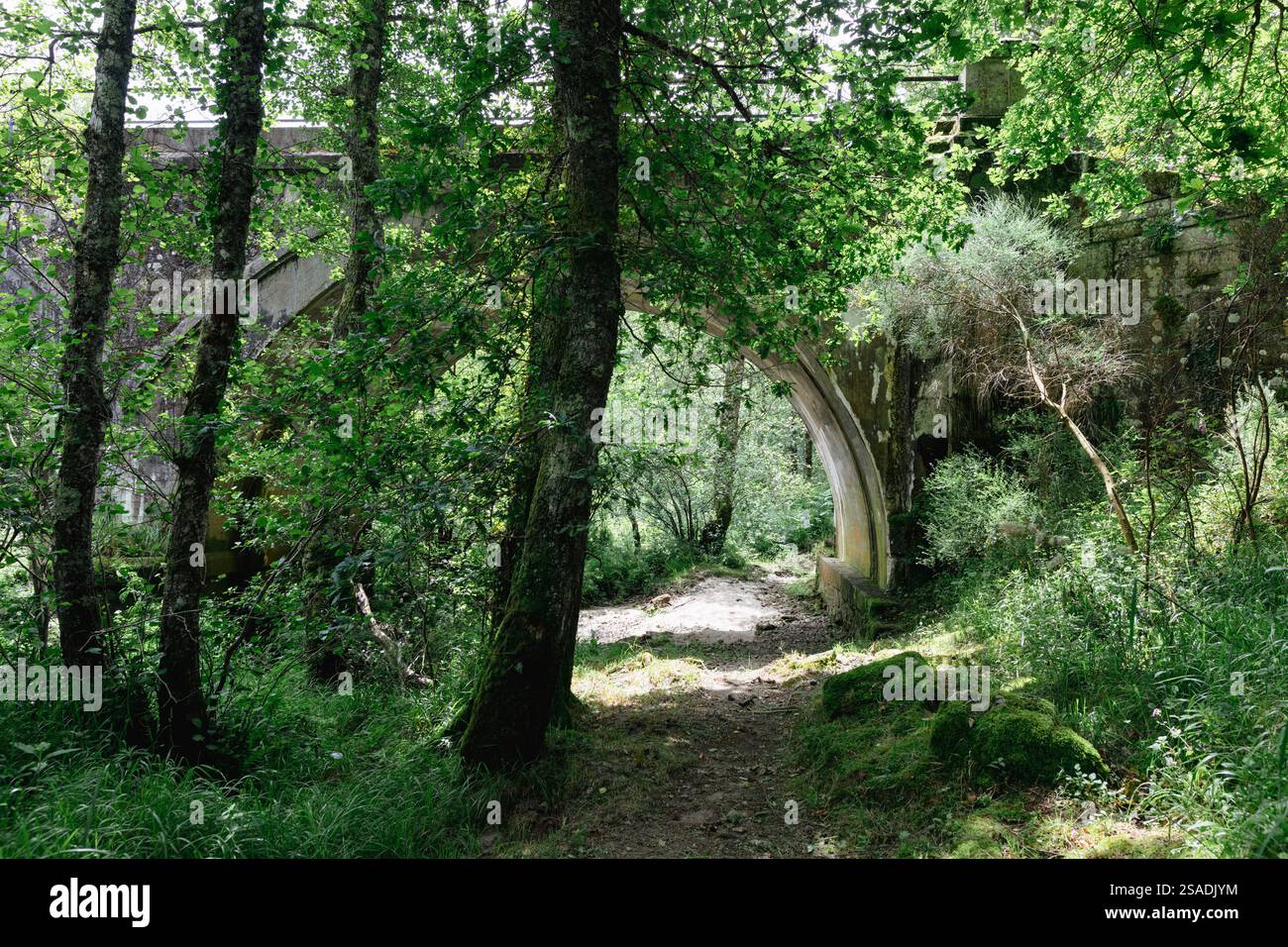 The Parga River as it passes through Guitiriz. Riverside forest ...