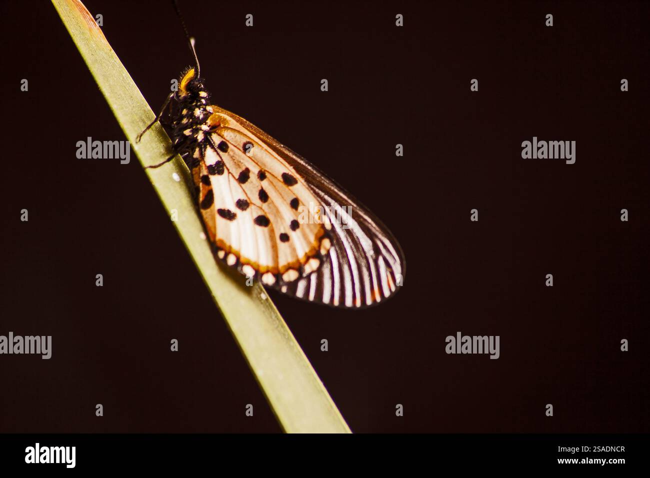 Garden Acraea. Acraea horta 16066 Stock Photo - Alamy