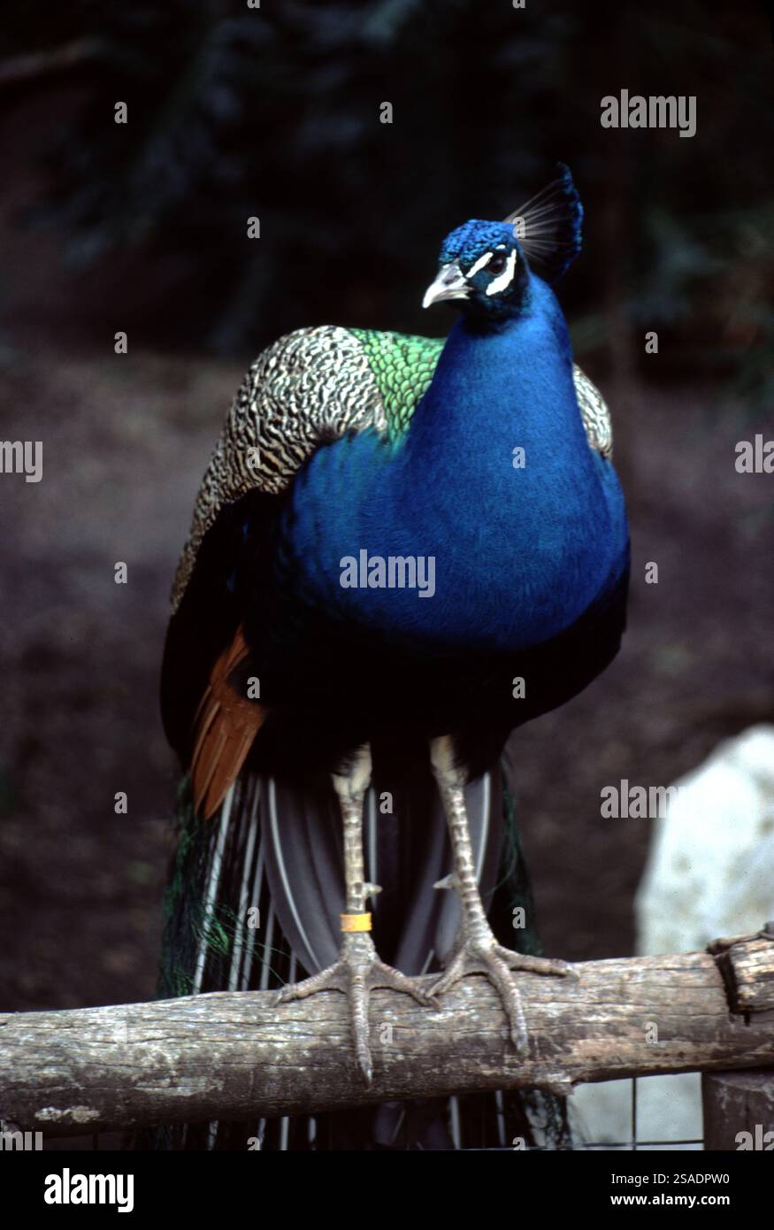 Arcadia, CA.USA. 4/1982. Los Angeles County Arboretum and Botanic ...