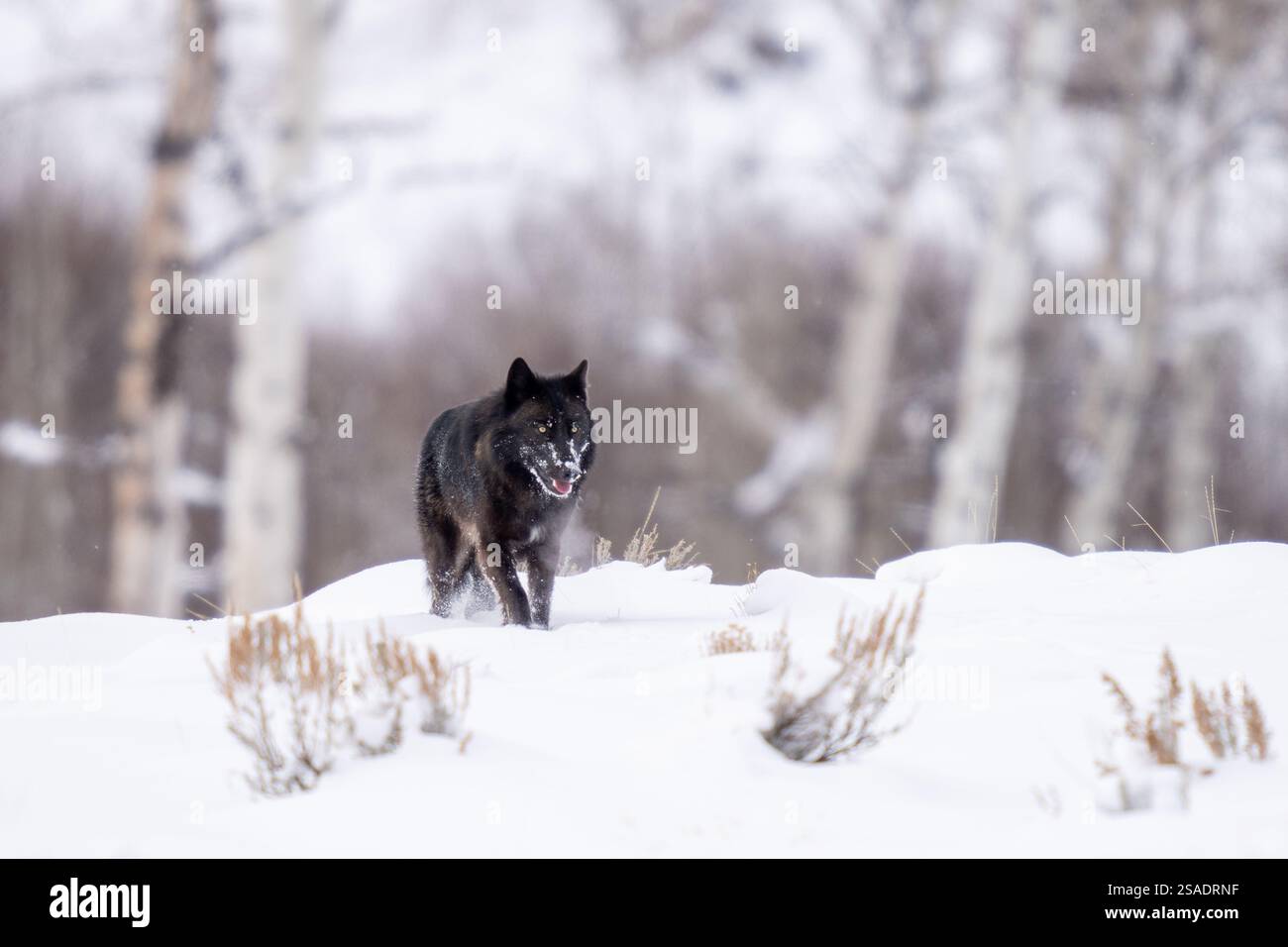 Wolf in the winter snow with steam coming out of his mouth Stock Photo ...