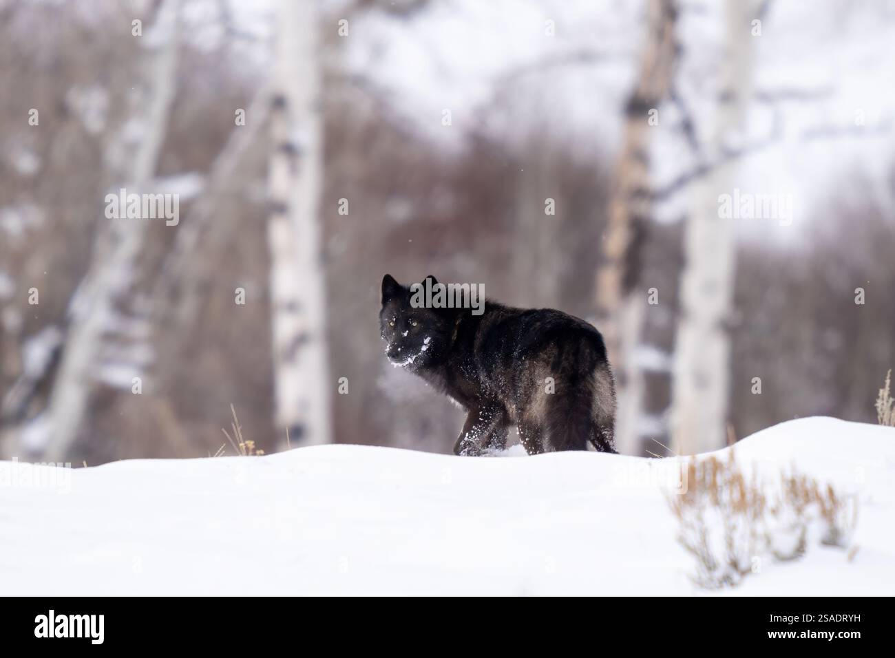 Black wolf looking back from a snow bank in Yellowstone Park Stock Photo - Alamy