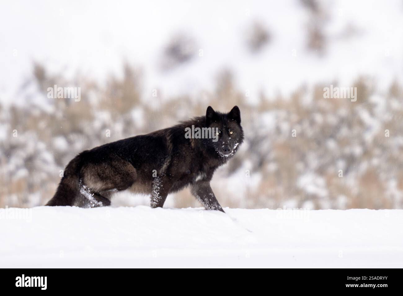 Black wolf walking through the snow and staring at the camera Stock Photo - Alamy