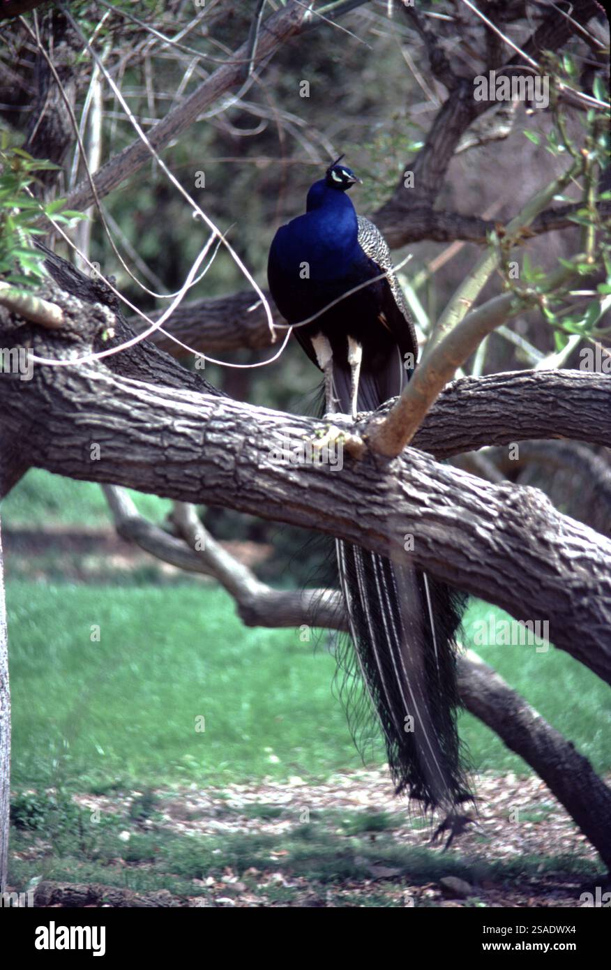 Arcadia, CA.USA. 4/1982. Los Angeles County Arboretum and Botanic ...