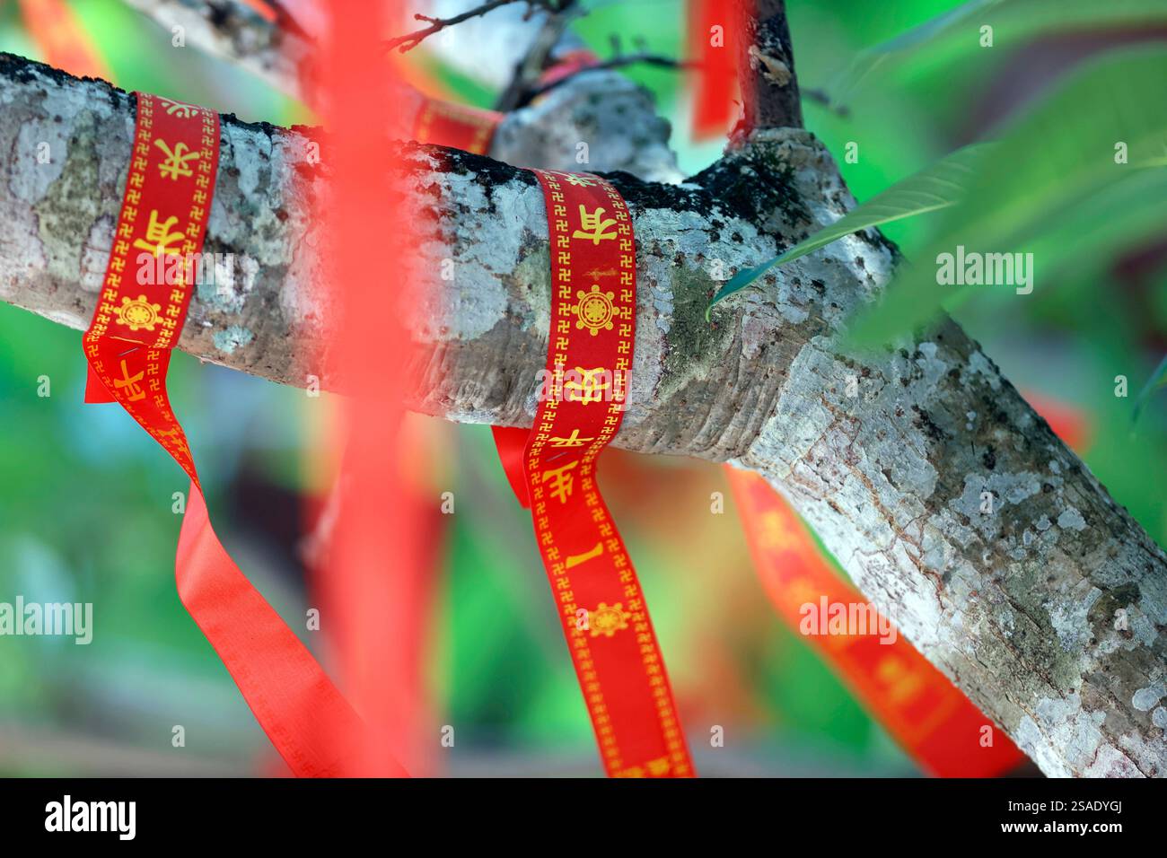 Phuoc Duyen buddhist pagoda. Red prayer ribbons hanging from a tree ...