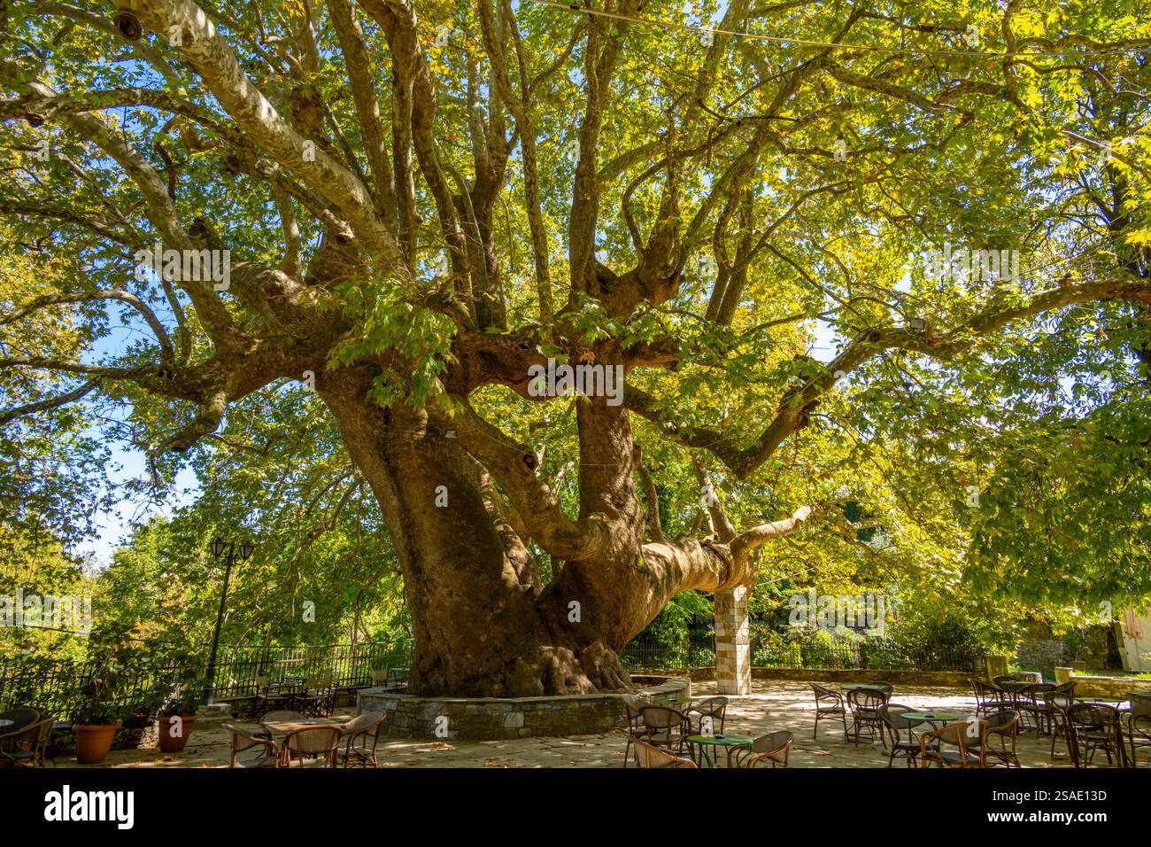 Old plane tree with a claim to be 1000 years old in village square of ...