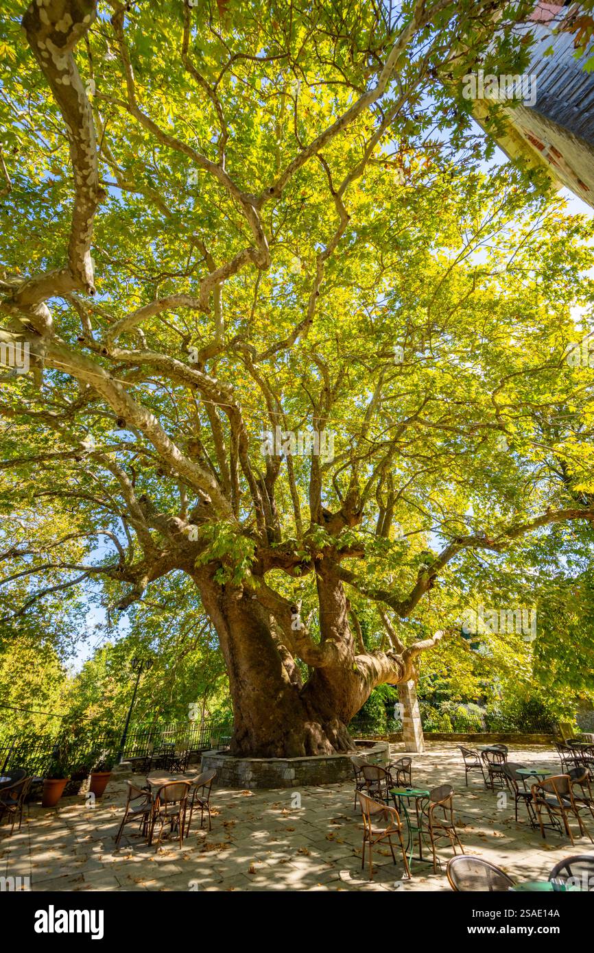 Old plane tree with a claim to be 1000 years old in village square of ...