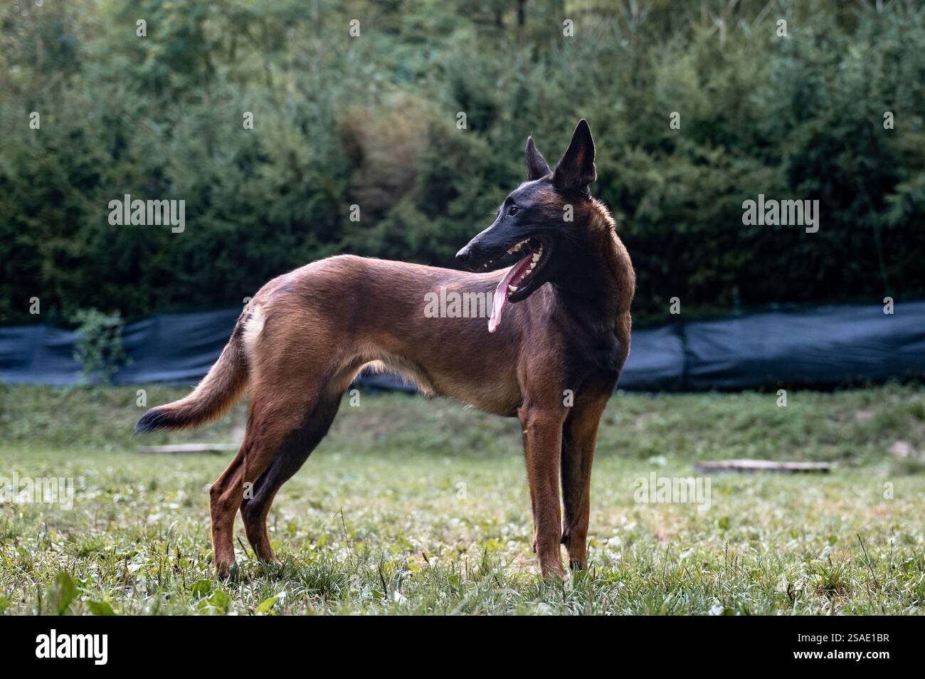 Beautiful purebred female belgian malinois shepherd dog standing in ...