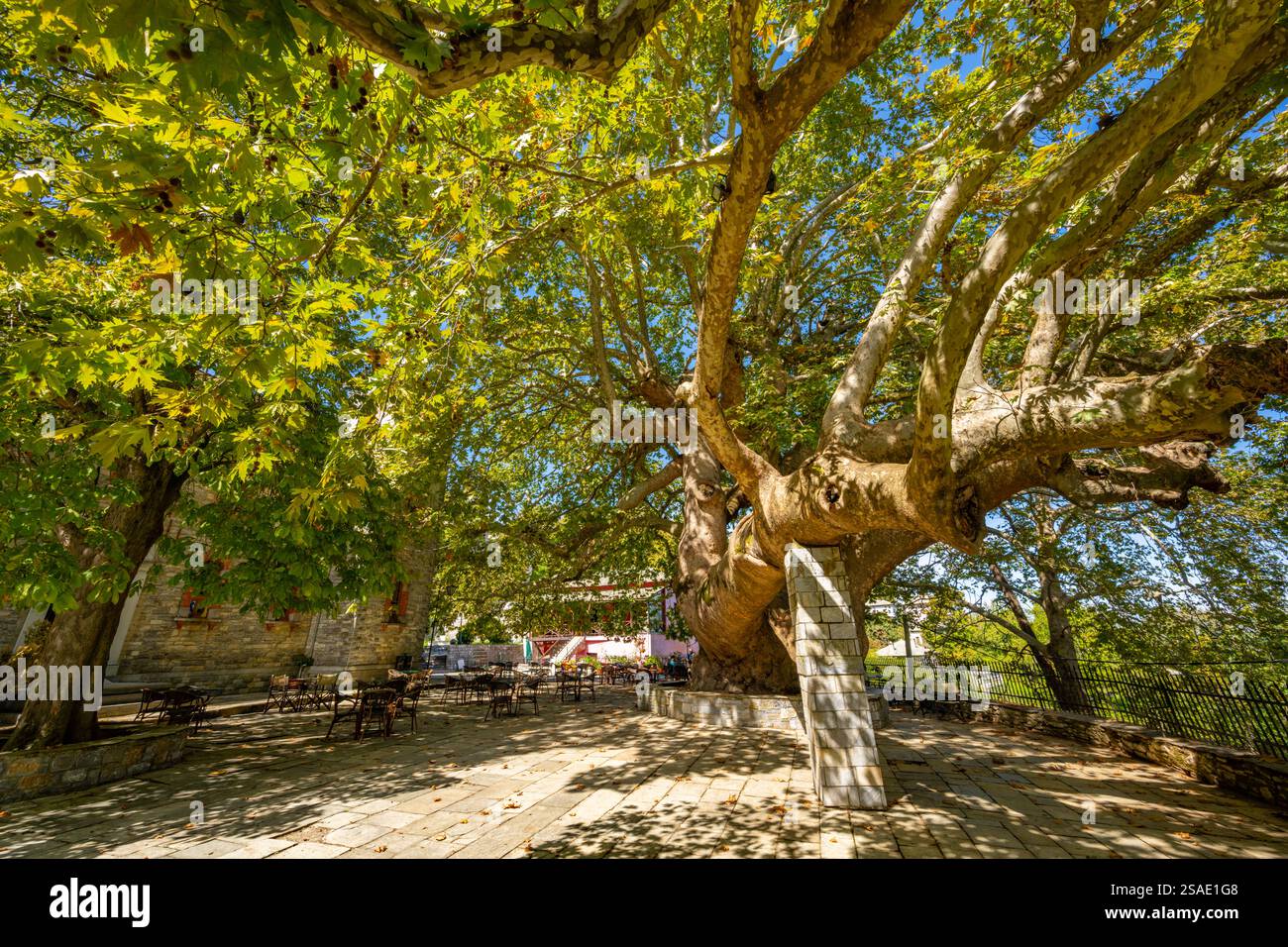 Old plane tree with a claim to be 1000 years old in village square of ...