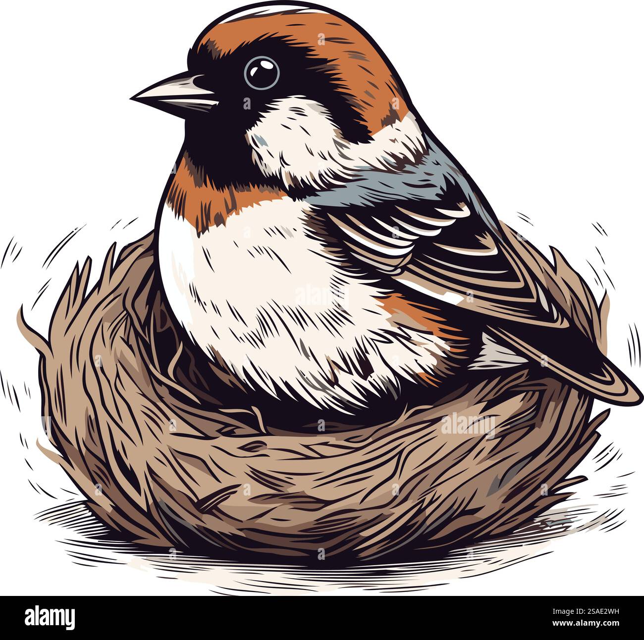Sparrow sitting in the nest. Vector illustration of a bird Stock Vector ...