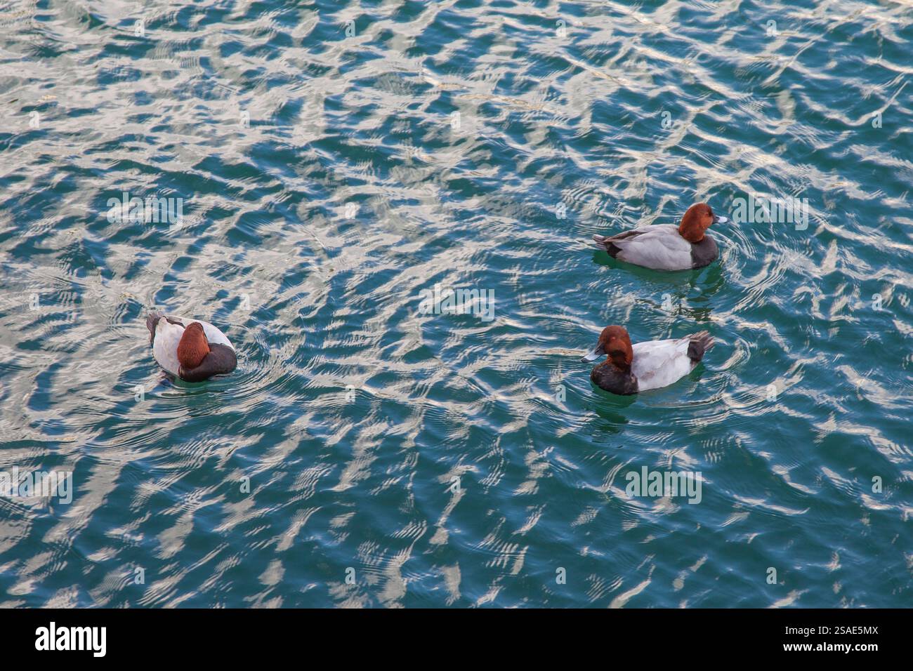 A group of three Common Pochard ducks at Kobe Harborland in Japan Stock ...
