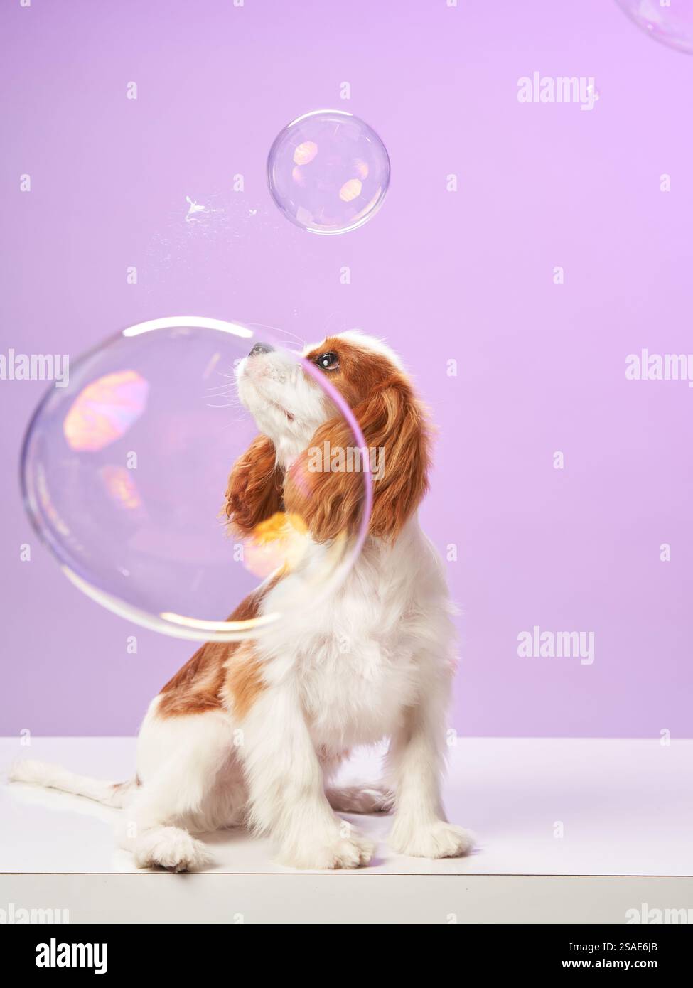 A Cavalier King Charles Spaniel looks at floating bubbles with a ...