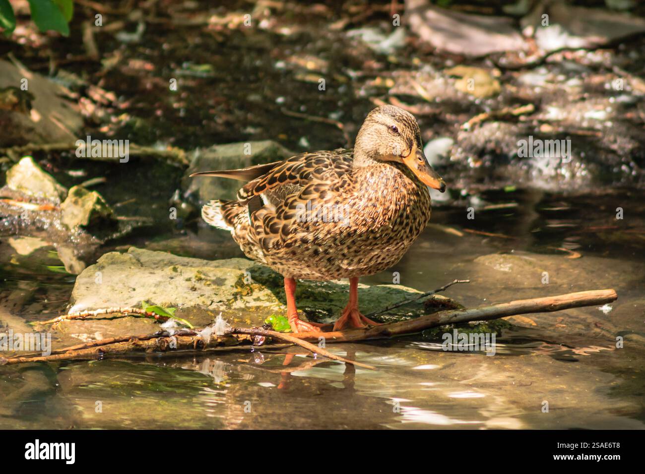 A duck is standing on a branch in a pond. The duck is brown and black ...