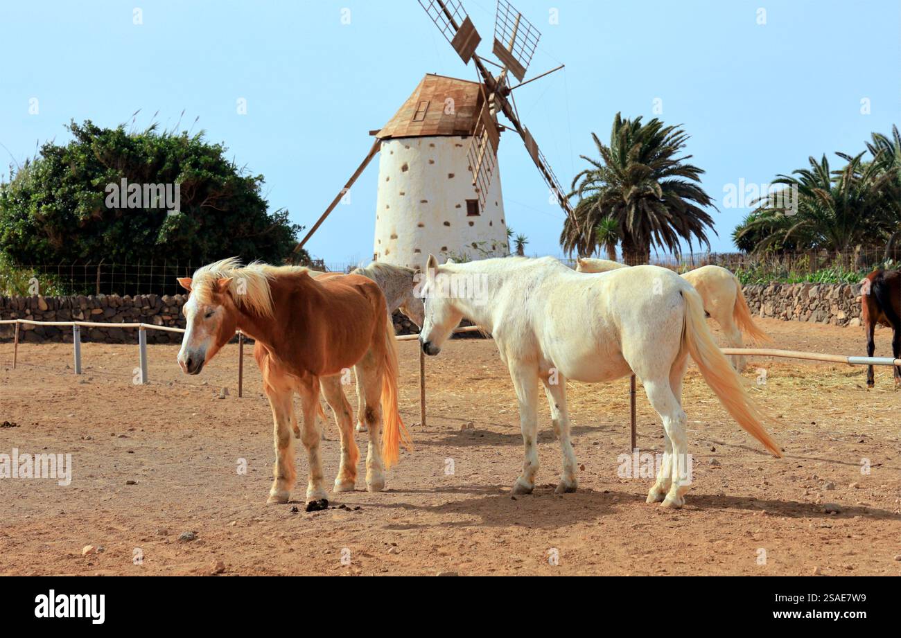 Horse paddock with old horses, Fuerteventura, Canary Islands, Spain ...