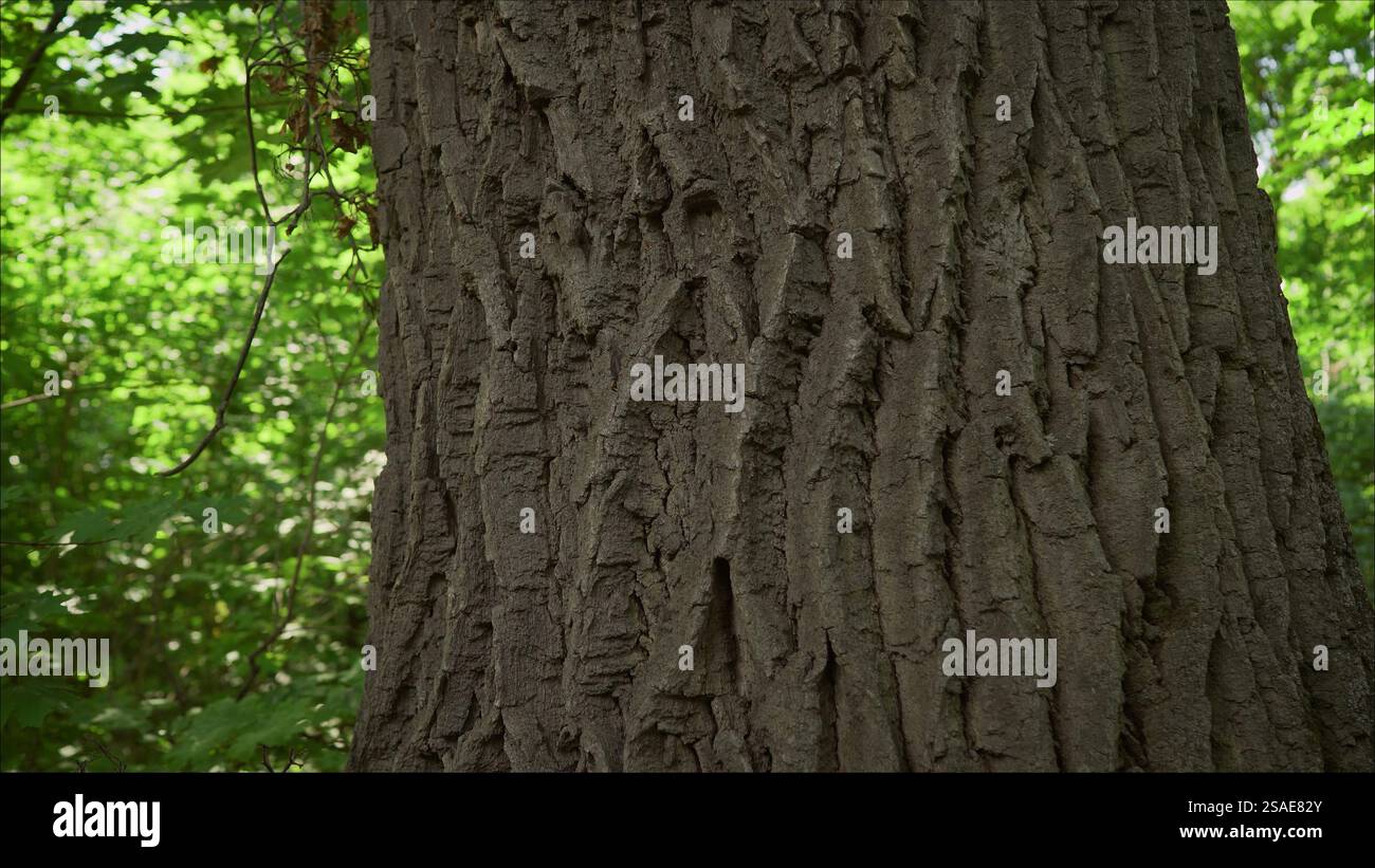 Close-up view of rough tree bark texture, revealing intricate details and patterns in a natural ...