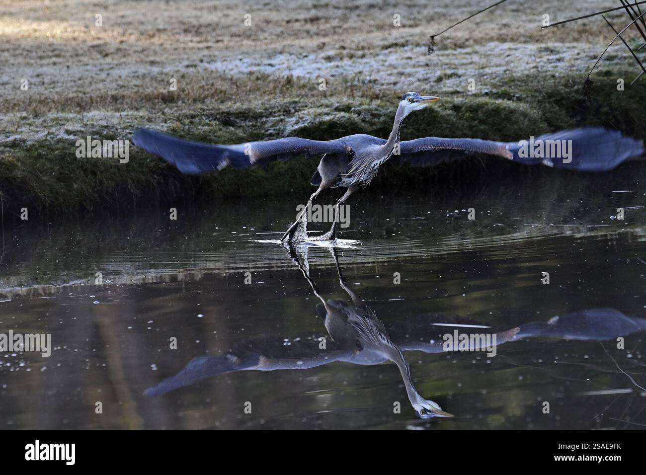 Pacific Grove, California, USA. 29th Jan, 2025. Great Blue Heron (Ardea ...