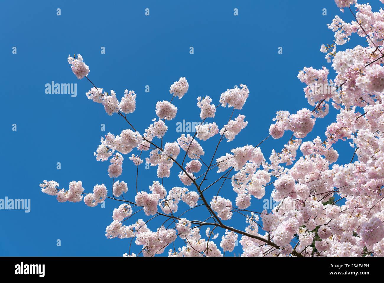 Spring nature. Sakura tree blossom. Beautiful pink spring Sakura flower ...