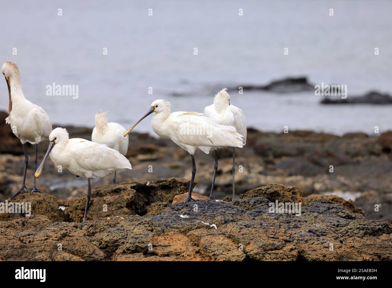 A group / flock of mature adult spoonbills, platalea leucorodia, at El ...