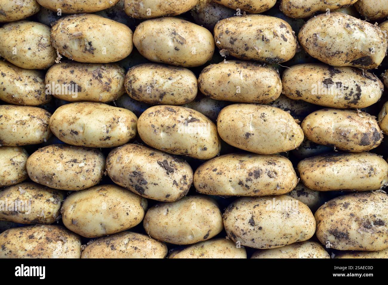 Background of fresh potatoes in a market. Pile of natural potatoes ...