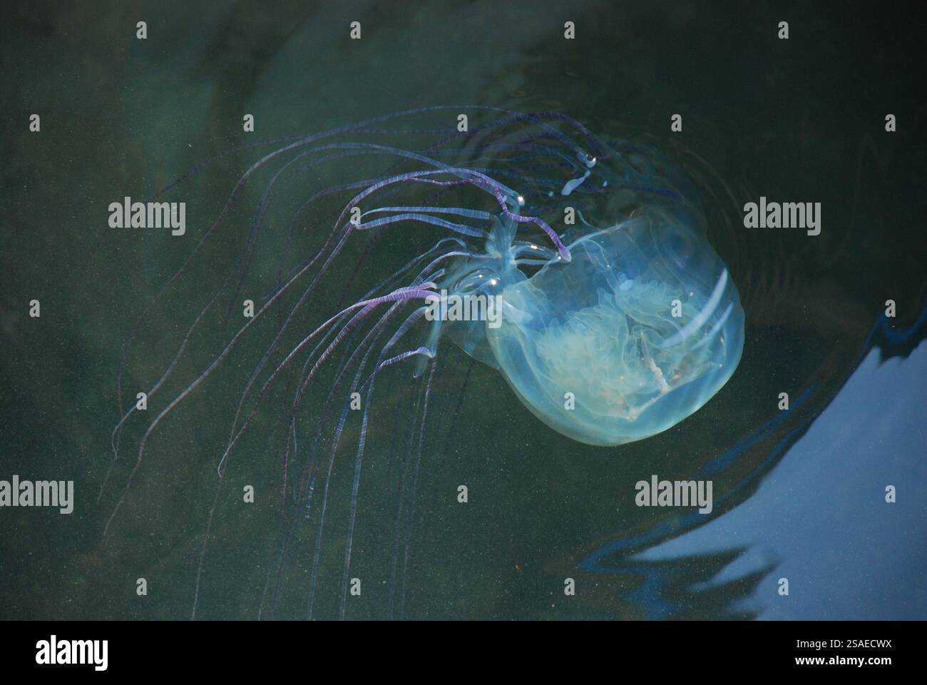 Box jellyfish swimming in the water - Philippines, Coron Island Stock ...