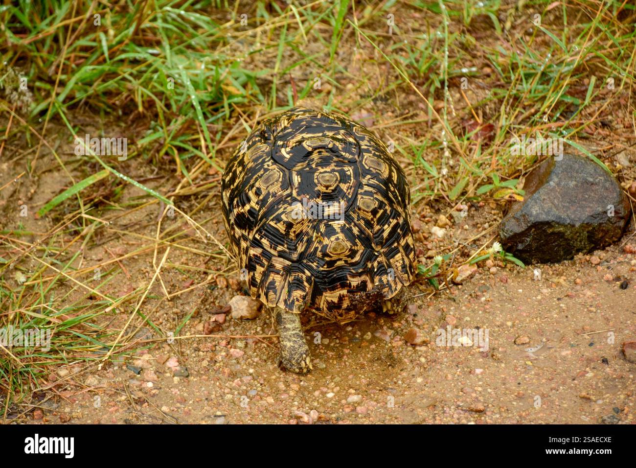 Leopard tortoise (Stigmochelys pardalis) walking in the wilderness ...