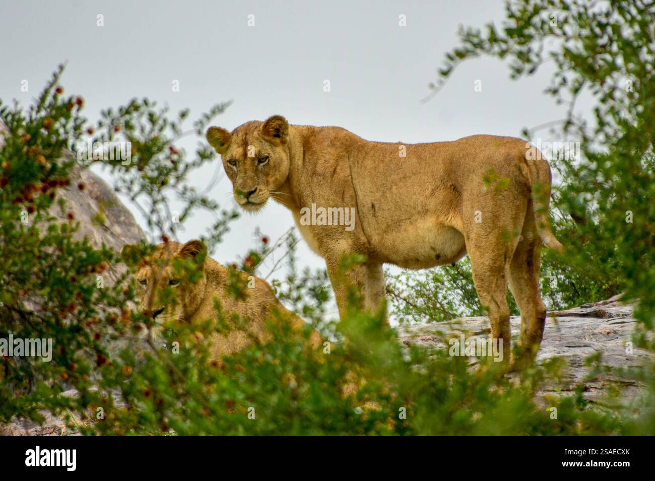 Female lions (panthera leo) resting on a rock - South Africa, Kruger ...