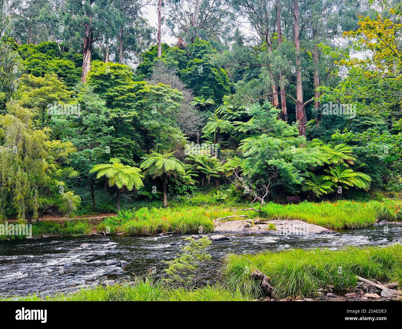 Yarra River @ Warburton - Victoria's best spot # Australian Rivers ...