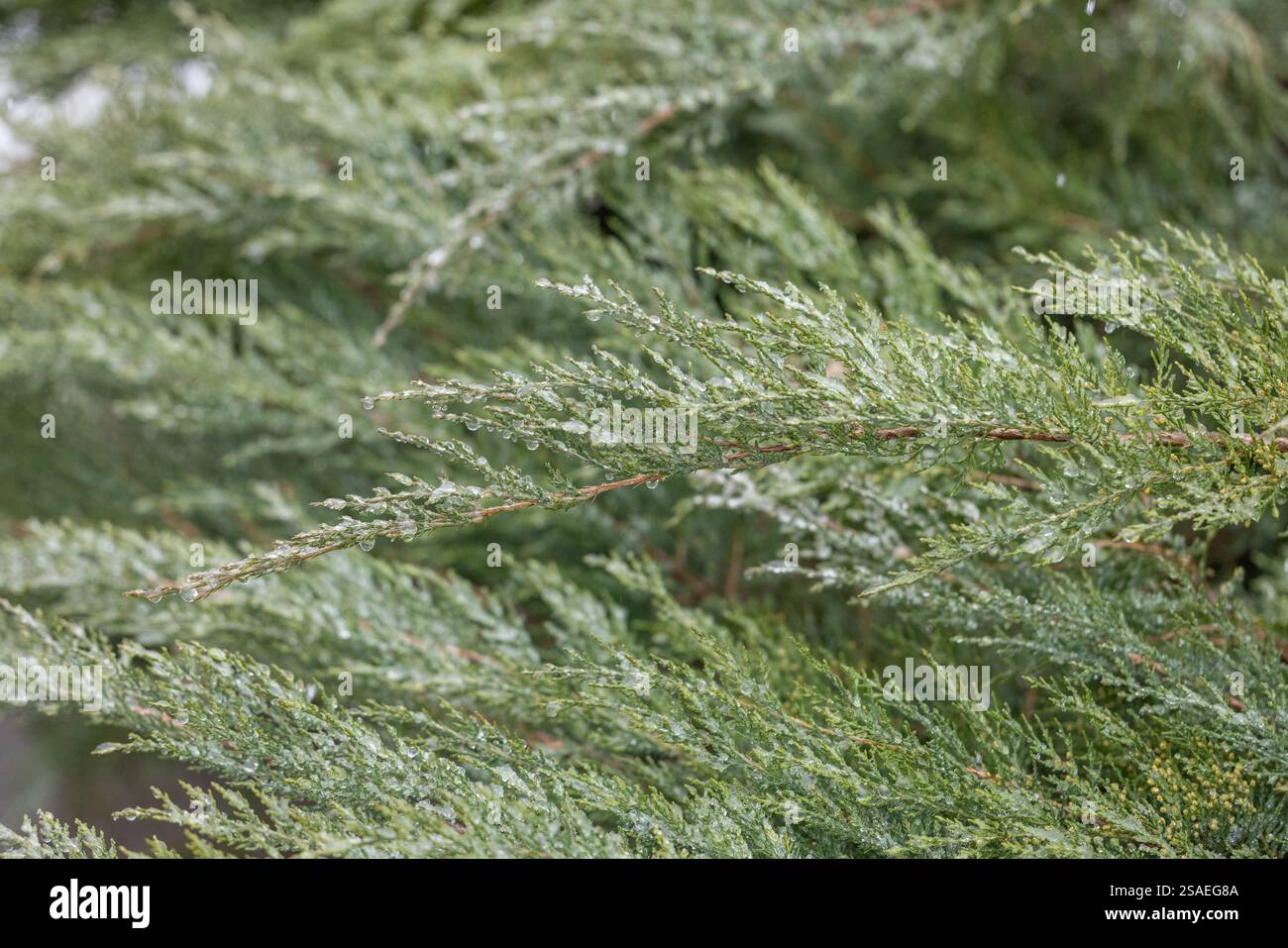 Fresh juniper branches glistening with dewdrops, creating a serene and ...