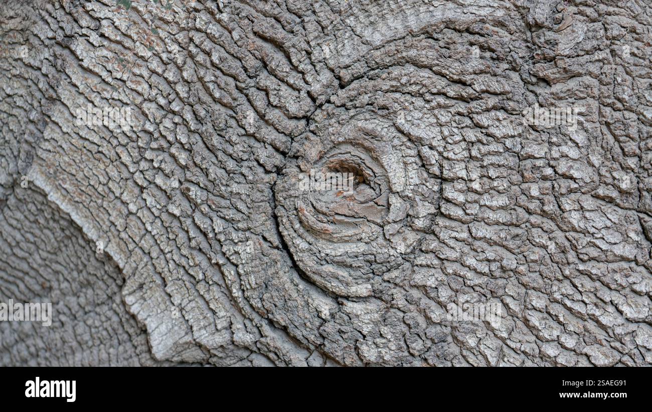Close up of the color and texture tree bark Stock Photo - Alamy