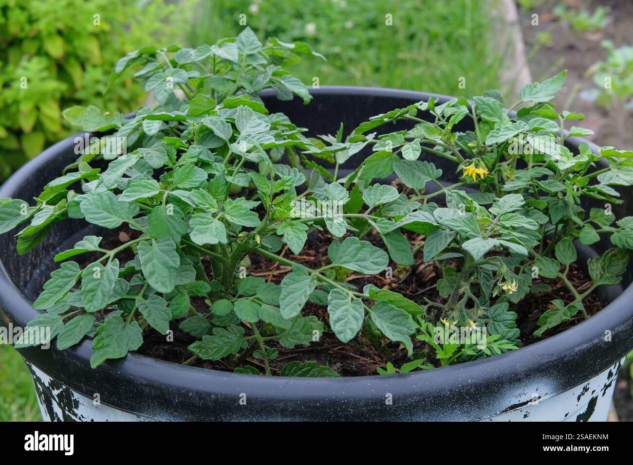 Potato bush is growing in a container in rural garden. Green seedling ...