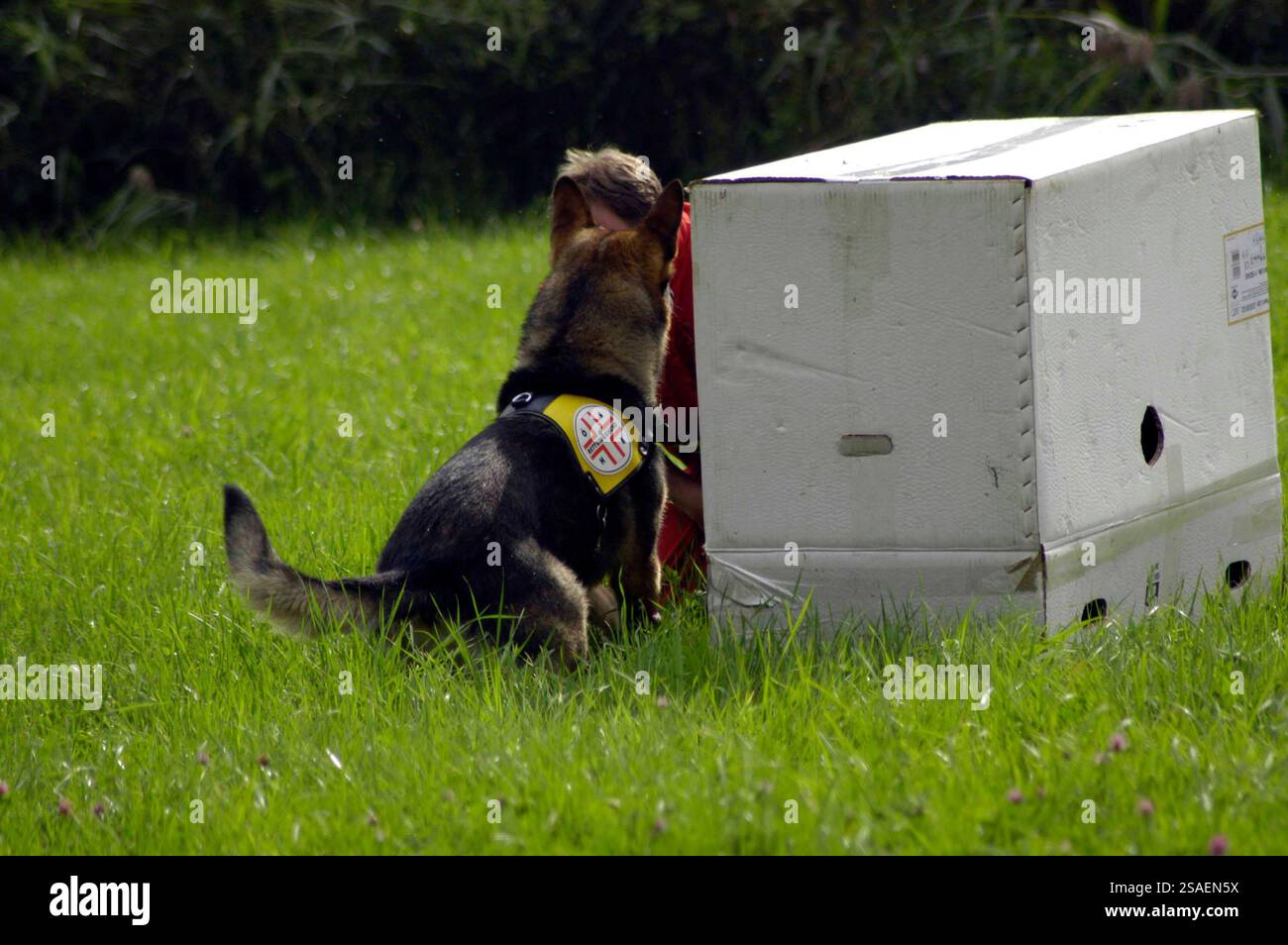 dogs are used in a dog brigade to interact with humans a dog brigade ...