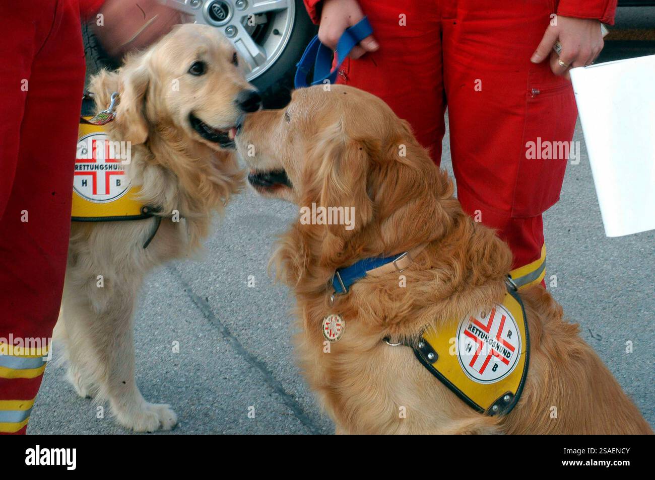 dogs are used in a dog brigade to interact with humans a dog brigade ...