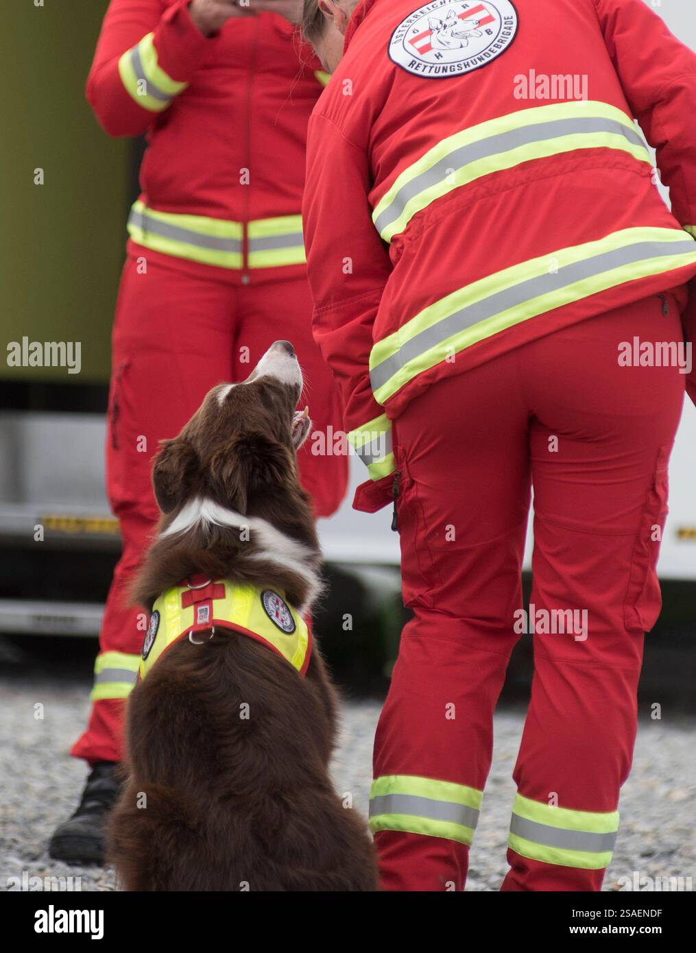 dogs are used in a dog brigade to interact with humans a dog brigade ...