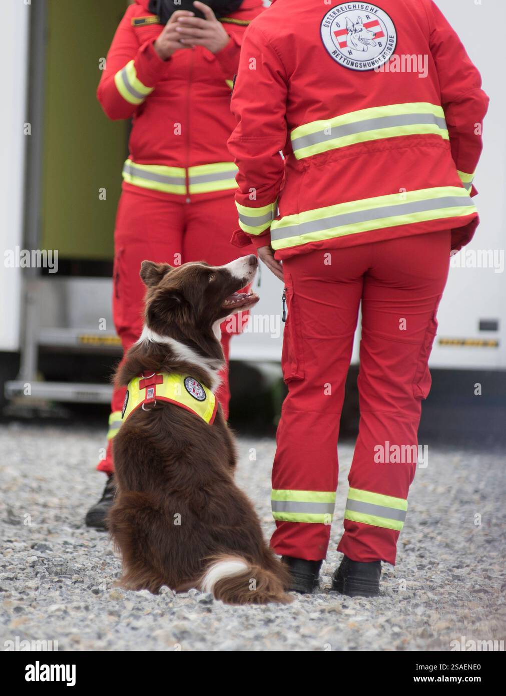 dogs are used in a dog brigade to interact with humans a dog brigade ...