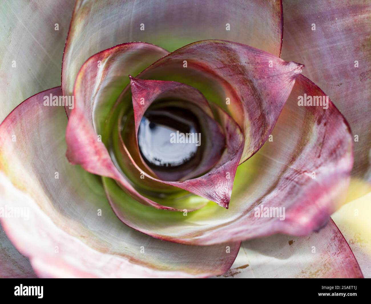 Bromeliad Plant forming a well of water in its centre, perspective from ...