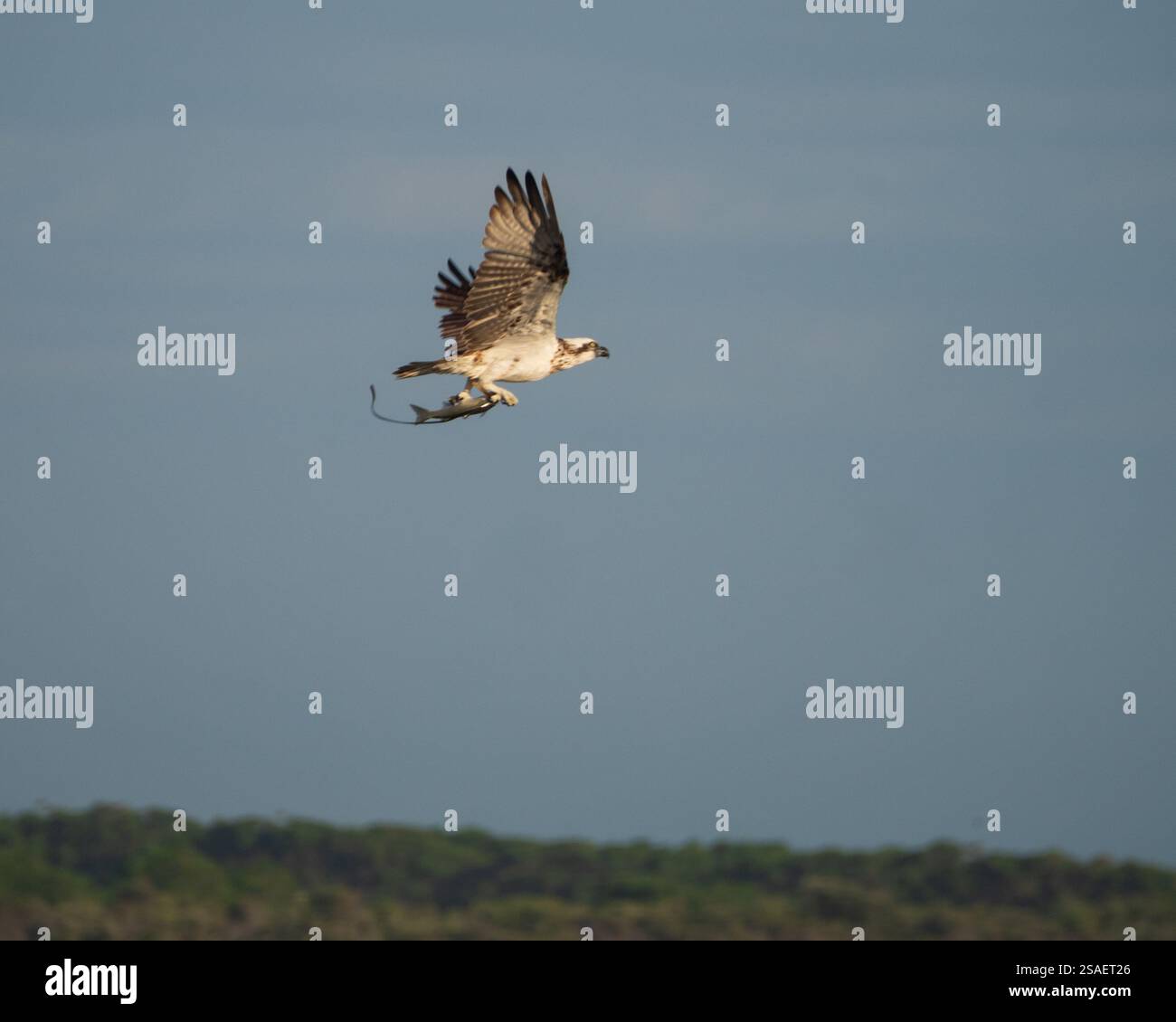 Eastern osprey bird, Pandon Cristatus, flying with a fish in its talons ...