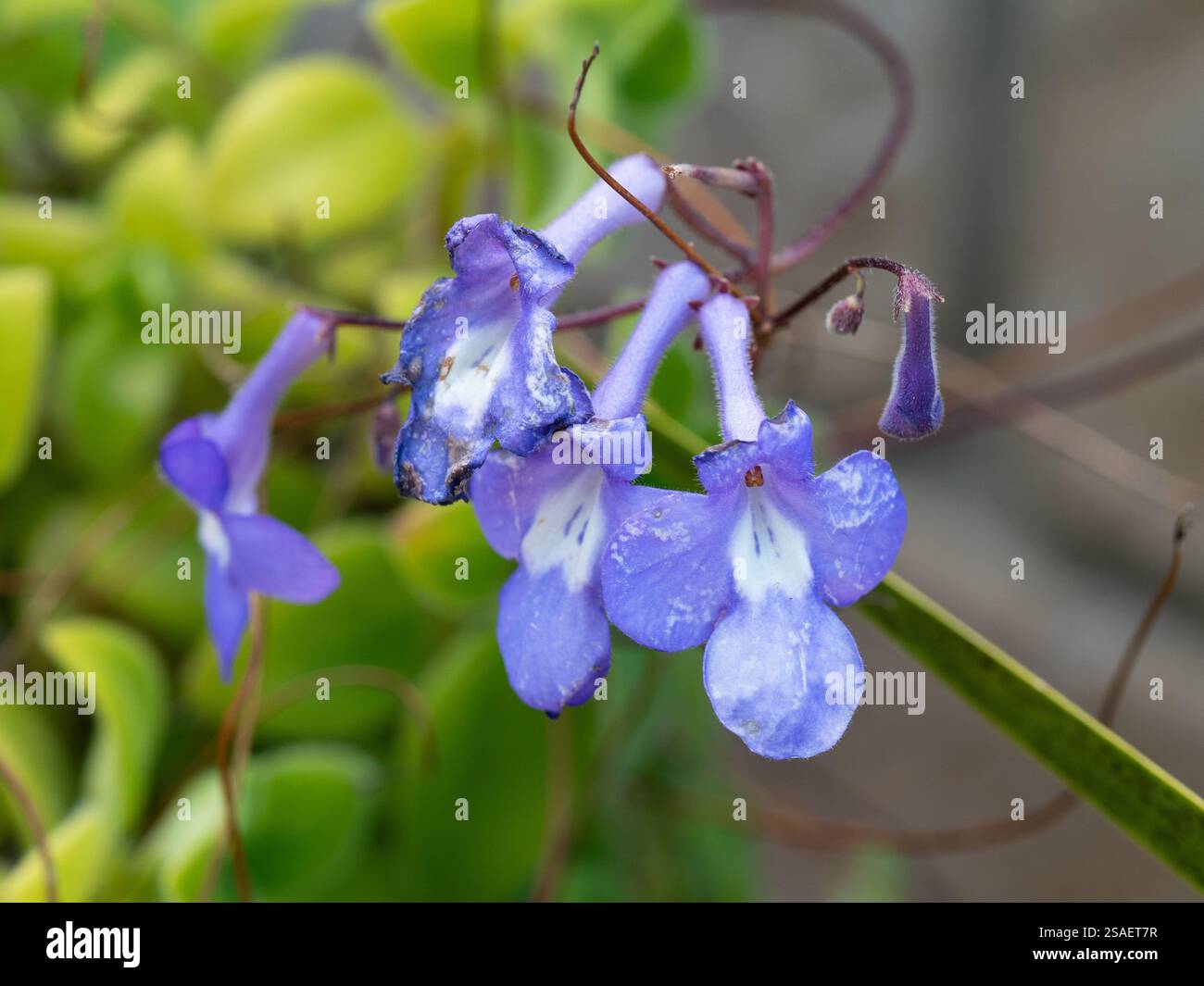 Nodding violet streptocarpus caulescens hi-res stock photography and ...
